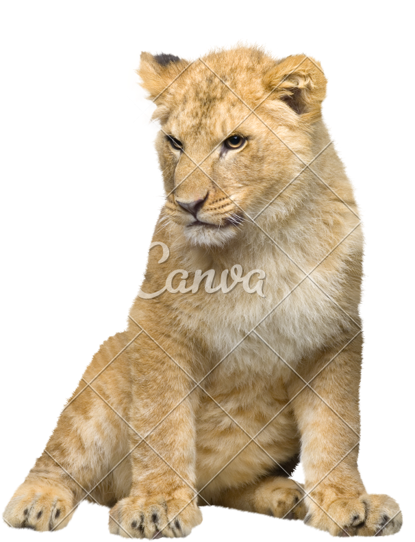 Download Lion Cub Png | Transparent PNG Download | SeekPNG