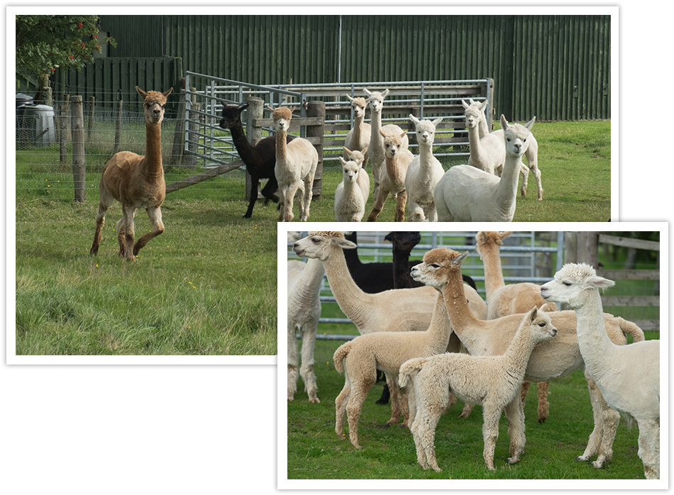 Welcome To The Site Of Heip Hill Alpacas, An Established - Herd ...