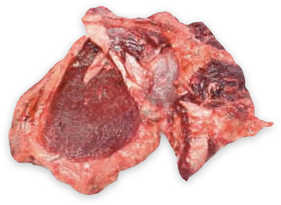 Cheek Meat / Cachete - Venison (1280x1280), Png Download