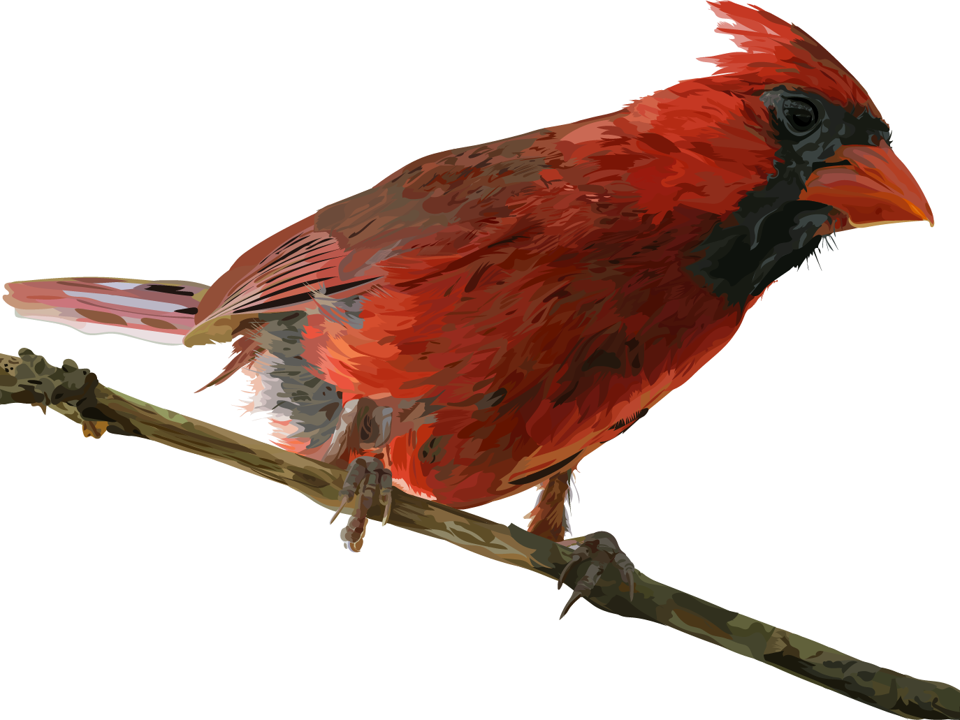 Cardinal - - Northern Cardinal (1374x1031), Png Download