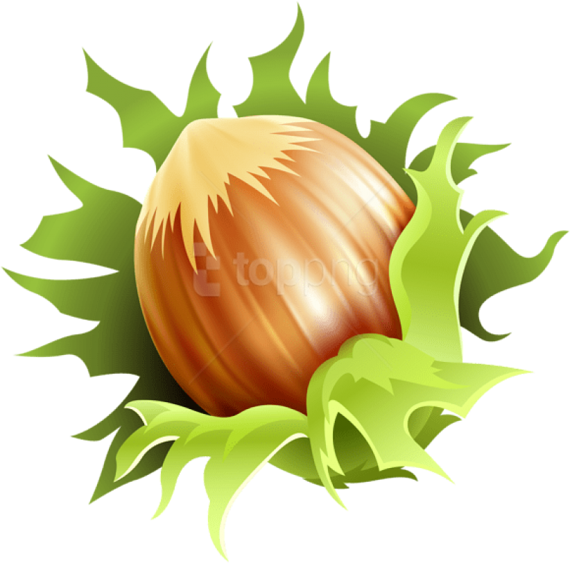 Free Png Download Hazelnut Clipart Png Photo Png Images (850x839), Png ...