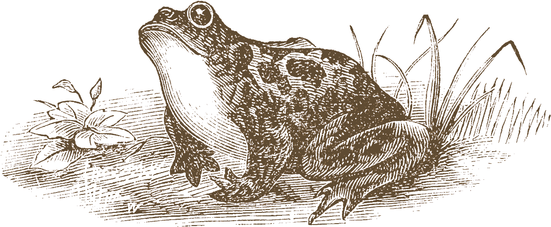 Download Eastern Spadefoot | Transparent PNG Download | SeekPNG