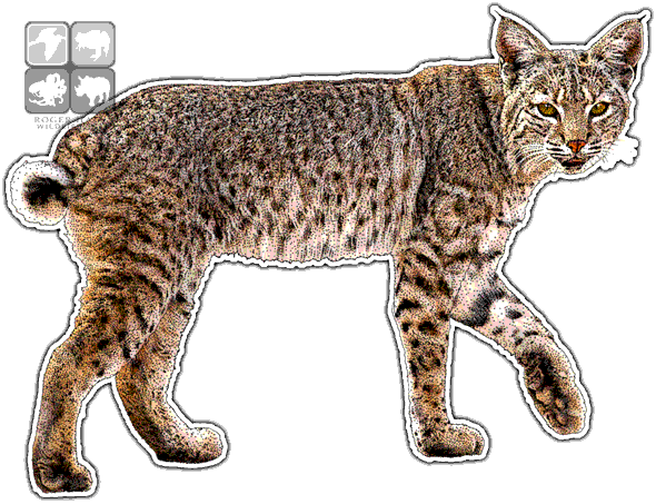 Bobcat Decal - Bobcat (590x453), Png Download