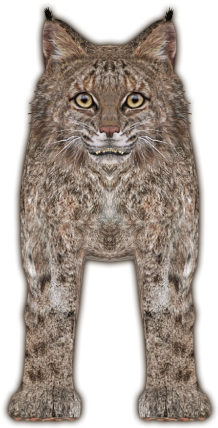 Download Bobcat Jimmyhoopz Front - Bobcat | Transparent PNG Download ...
