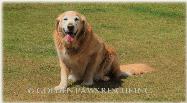 Photo Of Lady Millie - Golden Retriever (638x638), Png Download