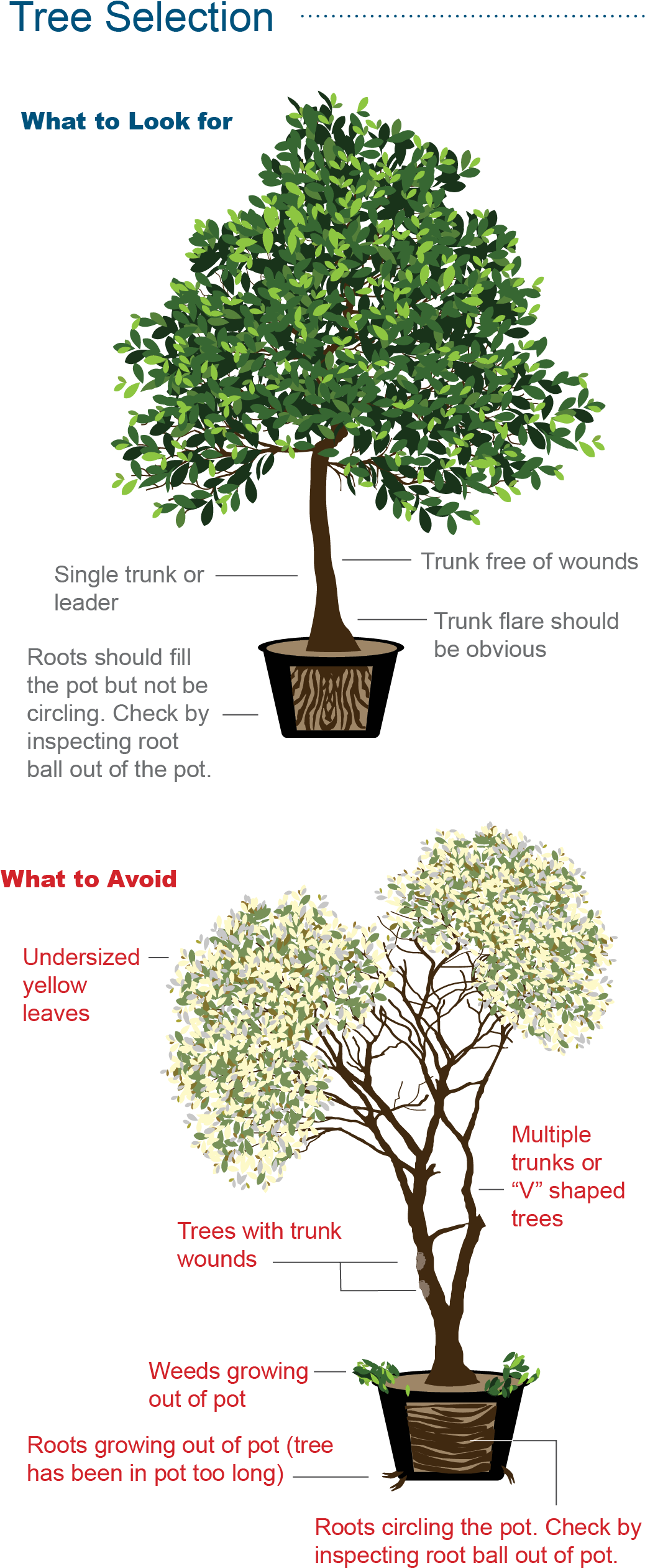 Download Selecting A Heathy Tree With A Healty Root System Is ...