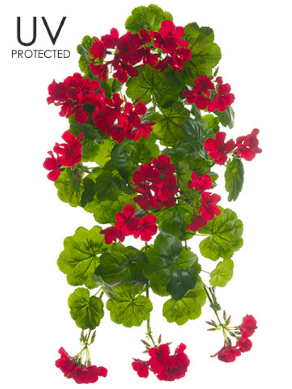 21" Uv Protected Geranium Hanging Bush Red - Bougainvillea (800x800 ...