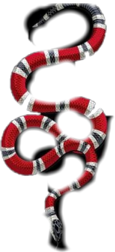 Sonoran Coral Snake (383x840), Png Download