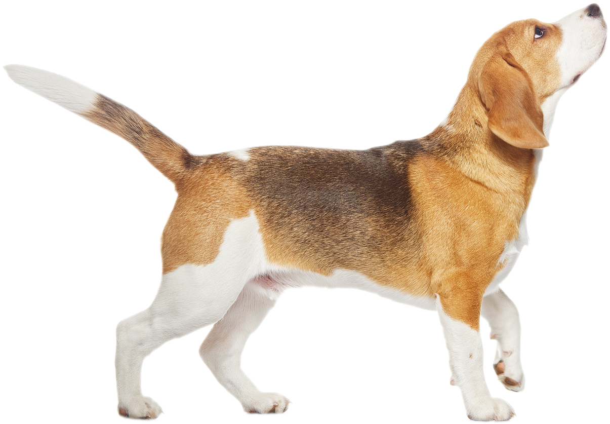 Download Finding - Beagle Png Transparent | Transparent PNG Download ...