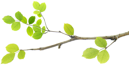 Patiyanw - Tree Pati Png (565x243), Png Download