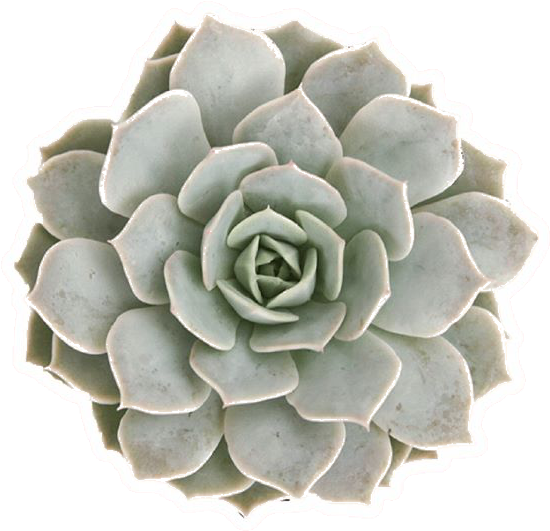 Download Succulents Garden, Succulent Plants, All Plants, Indoor ...