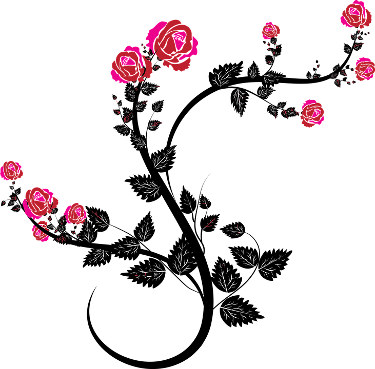 Free Image On Pixabay - Rose Vine Transparent Clipart (731x720), Png ...