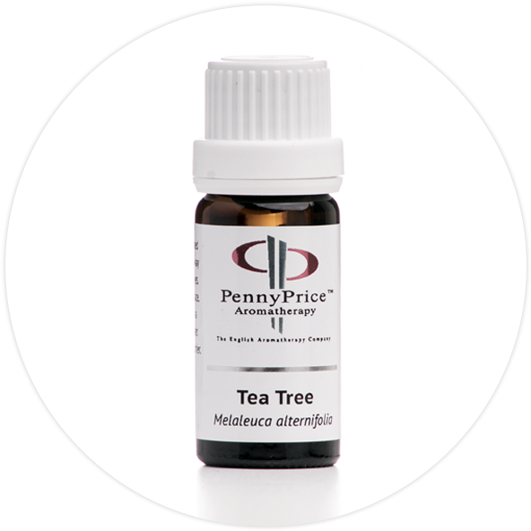 Download Tea Tree | Transparent PNG Download | SeekPNG