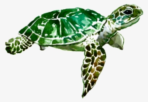 Art Green Watercolor Turtle Transparent - Water Color Turtles PNG Image ...