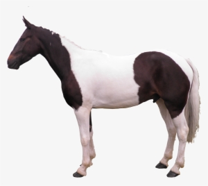 File - Horsesideview - Horse Side View Png PNG Image | Transparent PNG ...