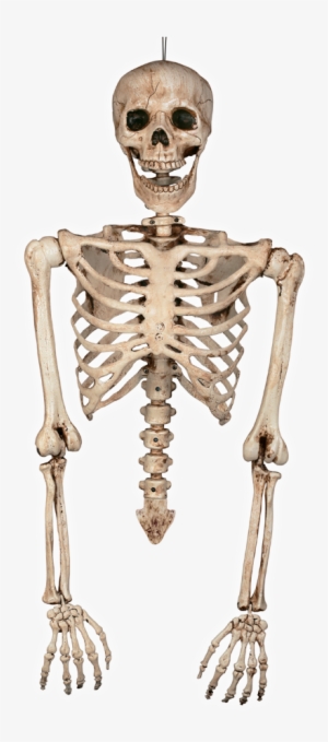 Svg Freeuse Library Bone Transparent Skeleton Pose - Skeleton Torso And ...