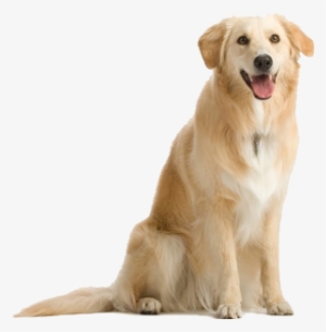 Dog Png - Sit Dog PNG Image | Transparent PNG Free Download on SeekPNG