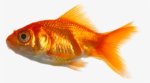 Real Fish Png Image - Real Fish Png PNG Image | Transparent PNG Free ...