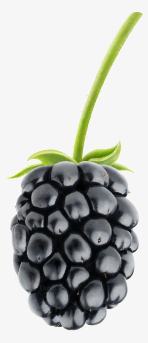 Blackberry Fruit Png Pic - Blackberry Fruit PNG Image | Transparent PNG ...