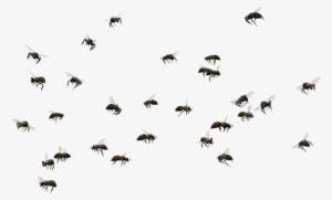 Bee Png Pic - Bee Swarm No Background PNG Image | Transparent PNG Free ...