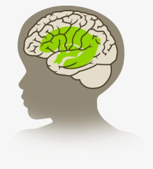 Child Brains - Brain PNG Image | Transparent PNG Free Download on SeekPNG