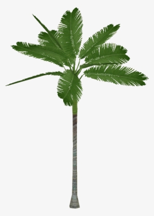 Alexander Palm - Alexander Palm Tree Png PNG Image | Transparent PNG ...