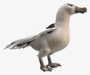 Albatross Png Hd - Albatross Png PNG Image | Transparent PNG Free ...