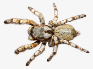 Free Png Spider Png Images Transparent - Spider Scary Transparen PNG ...