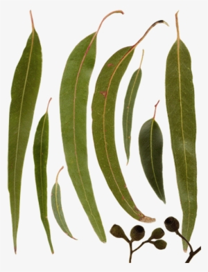 Australian Gum Leaves And Gumnuts - Australian Gum Tree Leaves PNG ...