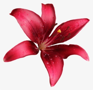 Lily Flower Png PNG Images | PNG Cliparts Free Download on SeekPNG