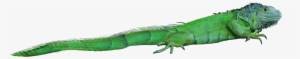 Lizard Png - Transparent Background Reptile Png PNG Image | Transparent ...