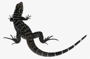 Lizard Png - Lizard Reptile Transparent Background PNG Image ...