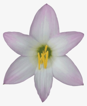 6 Kbytes, Pictures, Id - Lily Flower No Background PNG Image ...