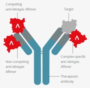 During The Process Of Therapeutic Antibody Development, - Diagram PNG ...