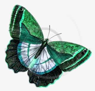 Silver Butterfly Png PNG Image | Transparent PNG Free Download on SeekPNG