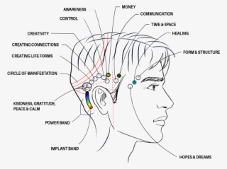 Access Bars - Acces Bars Points Head PNG Image | Transparent PNG Free ...