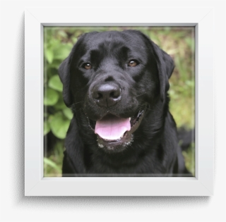 Ruff Photo Gallery - Labrador Retriever PNG Image | Transparent PNG ...