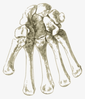 Hand Bone Pelvis Human Body Blood Vessel - Bone PNG Image | Transparent ...