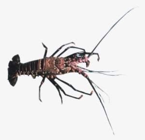 Animals/ Fish/ Lobster - Western Conifer Seed Bug PNG Image ...