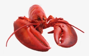 Lobster Png PNG Image | Transparent PNG Free Download on SeekPNG