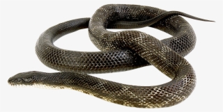 Snakes PNG Image | Transparent PNG Free Download on SeekPNG