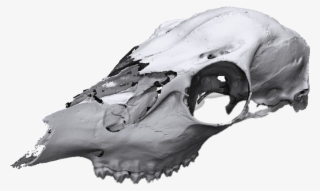 Emile Skull - Halo Reach Emile Skull PNG Image | Transparent PNG Free ...