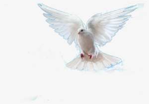 Imágenes De Palomas - Portable Network Graphics PNG Image | Transparent ...