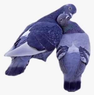 Palomas Preciosas - Beautiful Wallpapers Of Love PNG Image ...