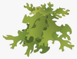 Vector Black And White Stock Protista Kingdom Copy - Clipart Algae Png ...