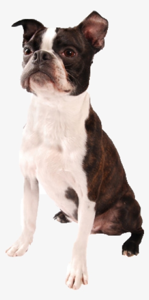 Photo Of Matilda - Boston Terrier PNG Image | Transparent PNG Free ...