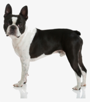 Boston Terriers Are A Friendly And Sometimes Stubborn - Boston Terrier ...