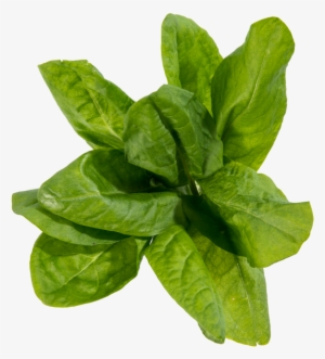 Sorrel - Dock PNG Image | Transparent PNG Free Download on SeekPNG