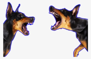 Barking Doberman PNG Image | Transparent PNG Free Download on SeekPNG