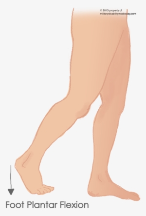 Plantar Flexion Of The Foot 4 - Thigh To Foot PNG Image | Transparent ...